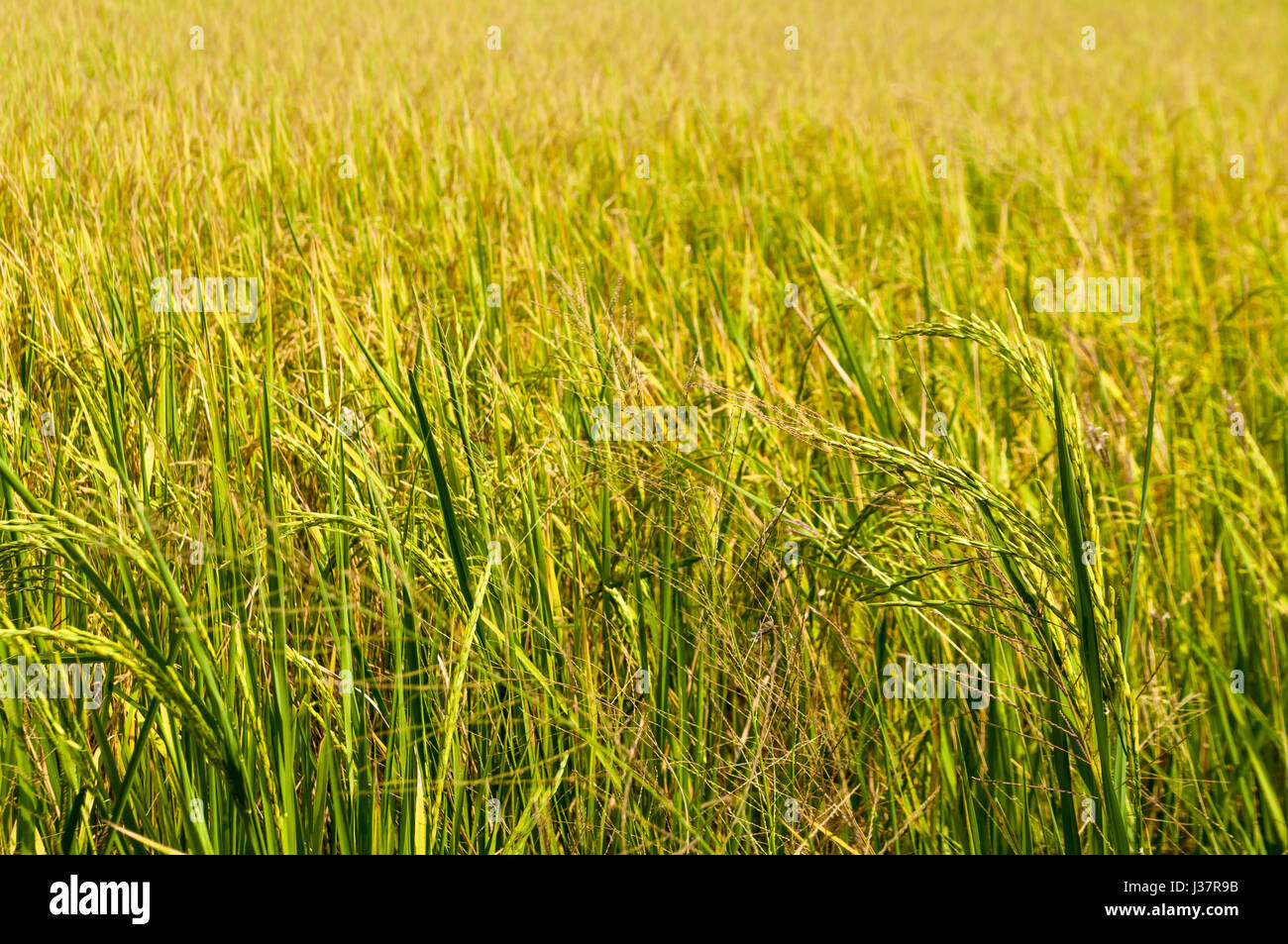 Ripe rice field hi-res stock photography and images - Alamy