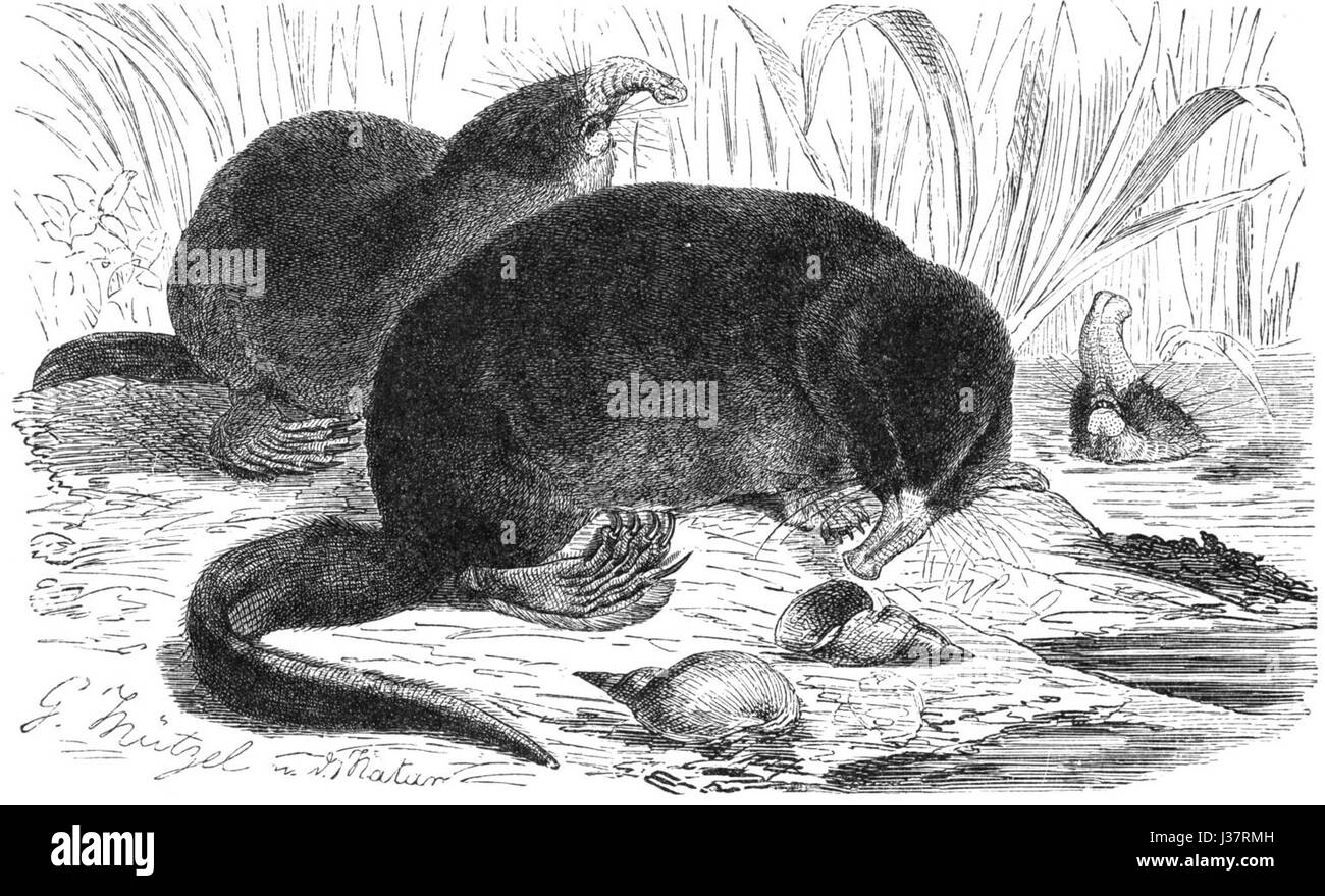 Desman painting hi-res stock photography and images - Alamy