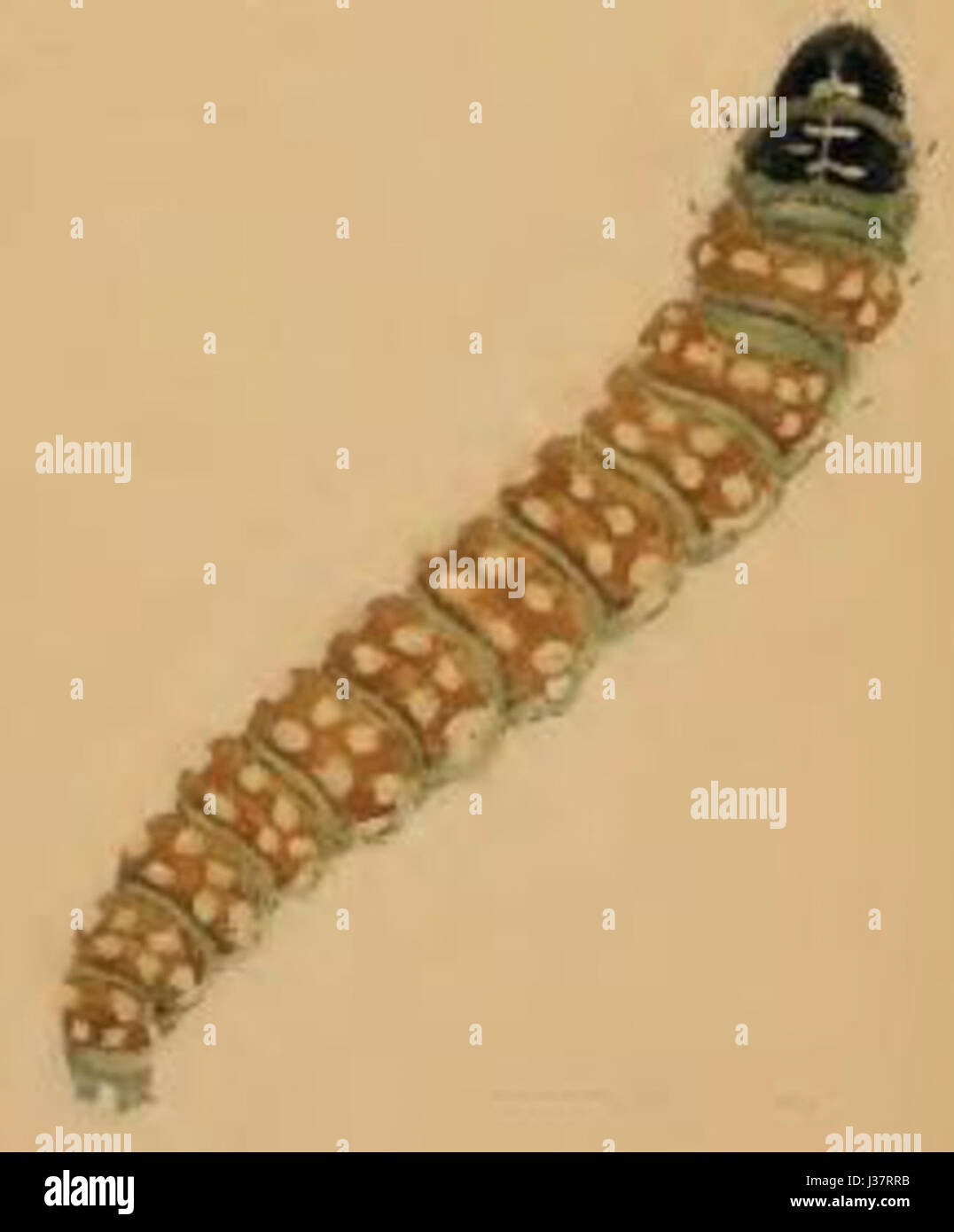 Depressaria depressana larva Stock Photo - Alamy