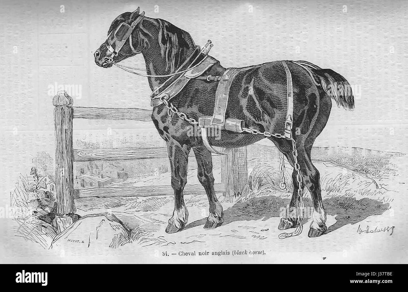 The term 'Cheval noir anglais' refers to an English black horse, known ...