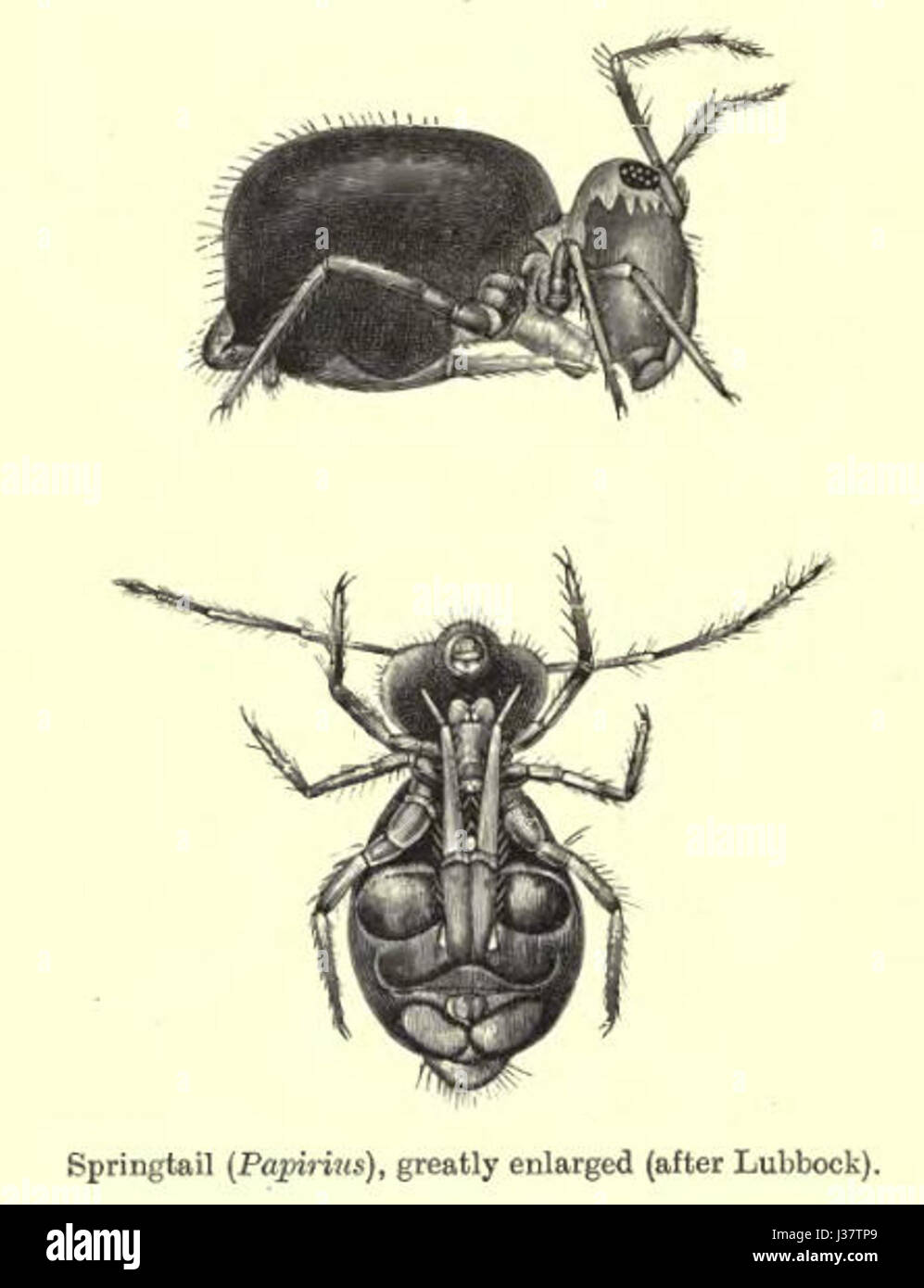 Soil dwelling organisms hi-res stock photography and images - Alamy
