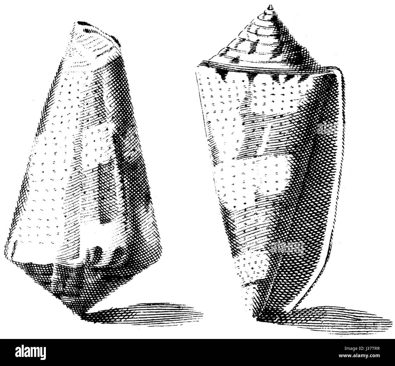 Magus cone snail hi-res stock photography and images - Alamy