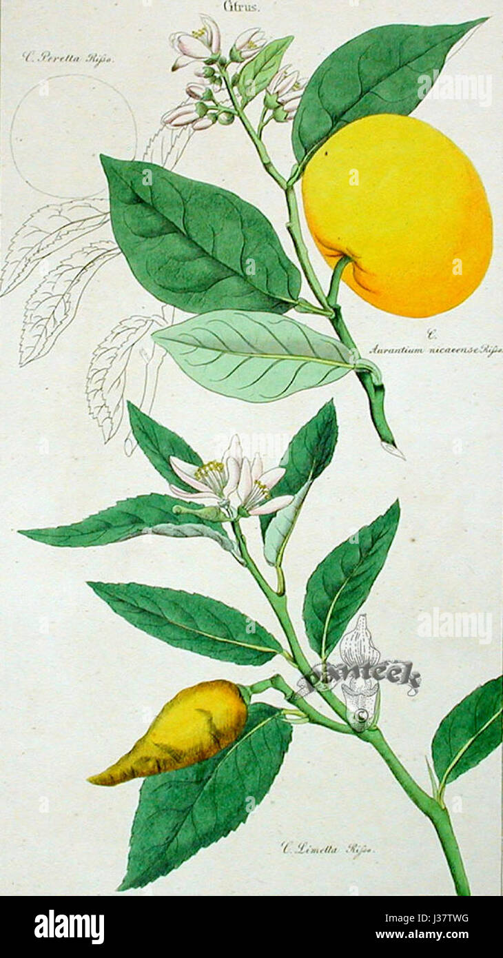 Map of citrus hi-res stock photography and images - Alamy
