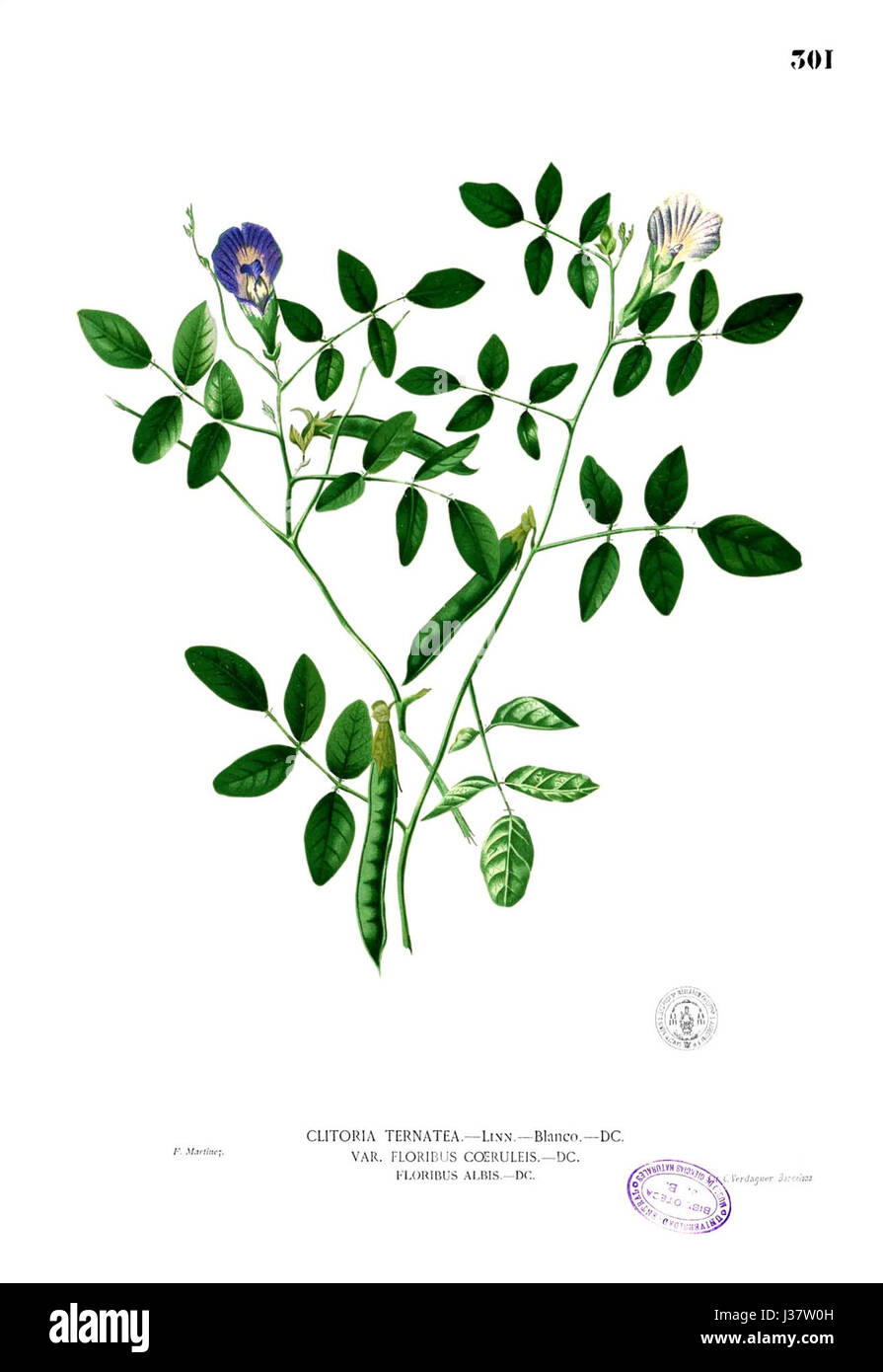 Clitoria ternatea Blanco2.301 Stock Photo - Alamy