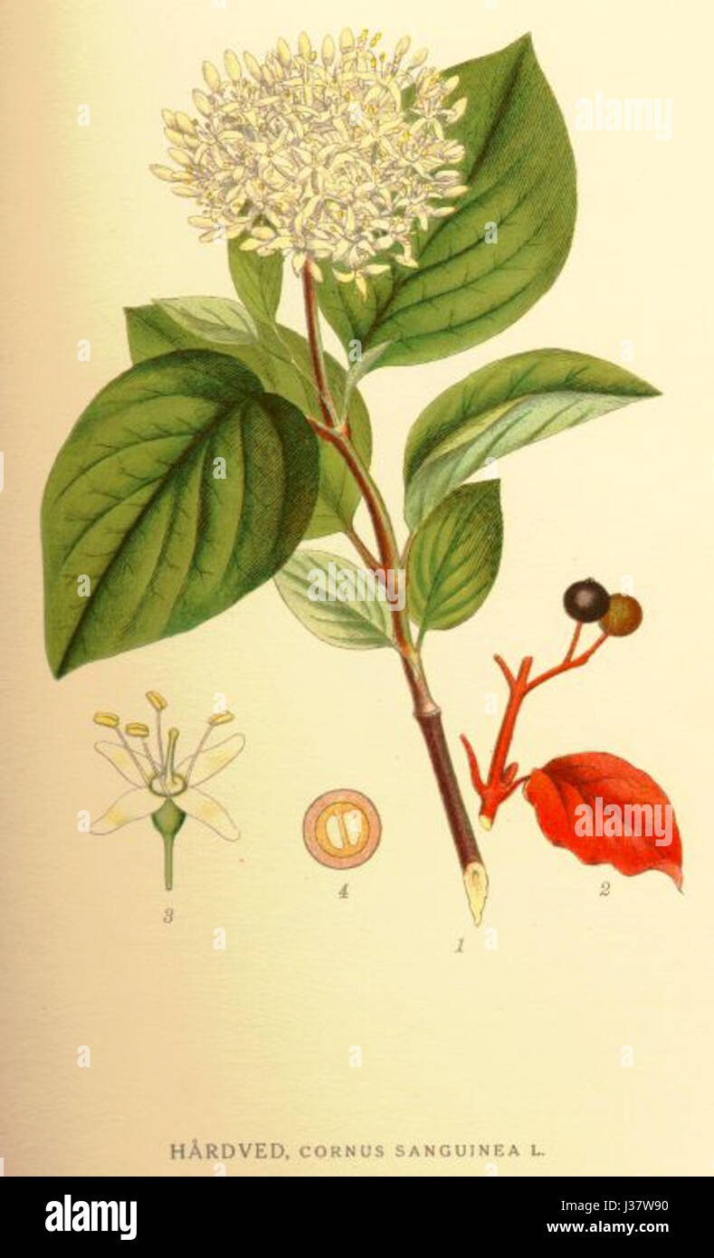 Cornus sanguinea, commonly known as the dogwood or bloodtwig dogwood ...