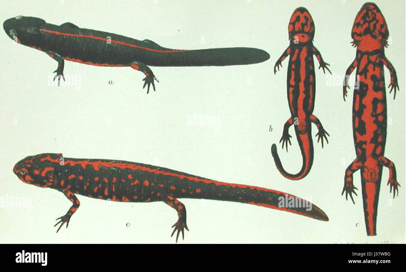 Cynops hi-res stock photography and images - Alamy