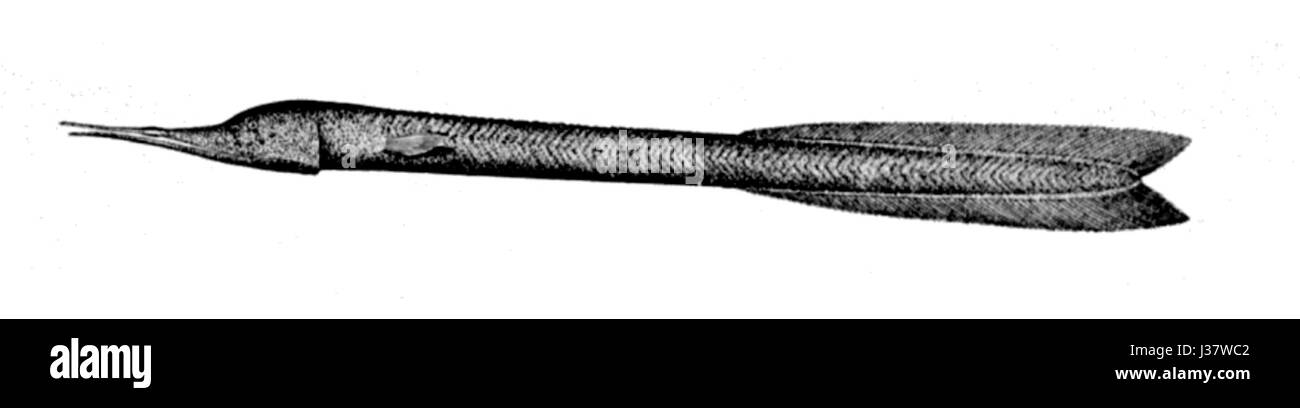 Cyema atrum is a species of marine invertebrate known for its distinct ...