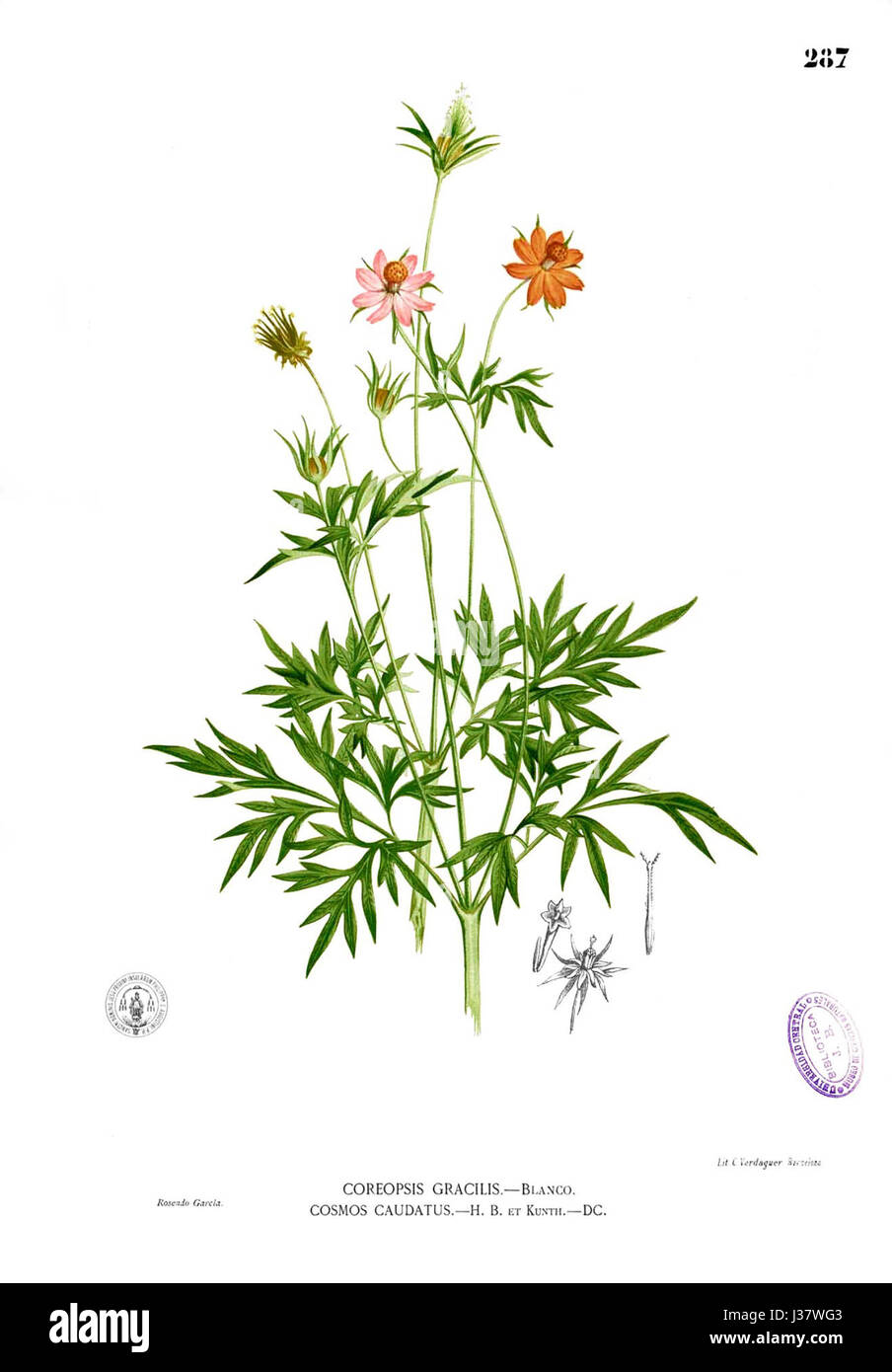 Cosmos caudatus, commonly known as the Mexican Cosmos, is a species of ...