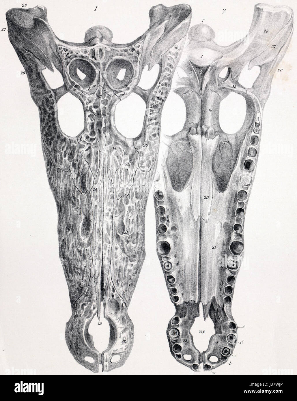 Crocodylus suchus hi-res stock photography and images - Alamy