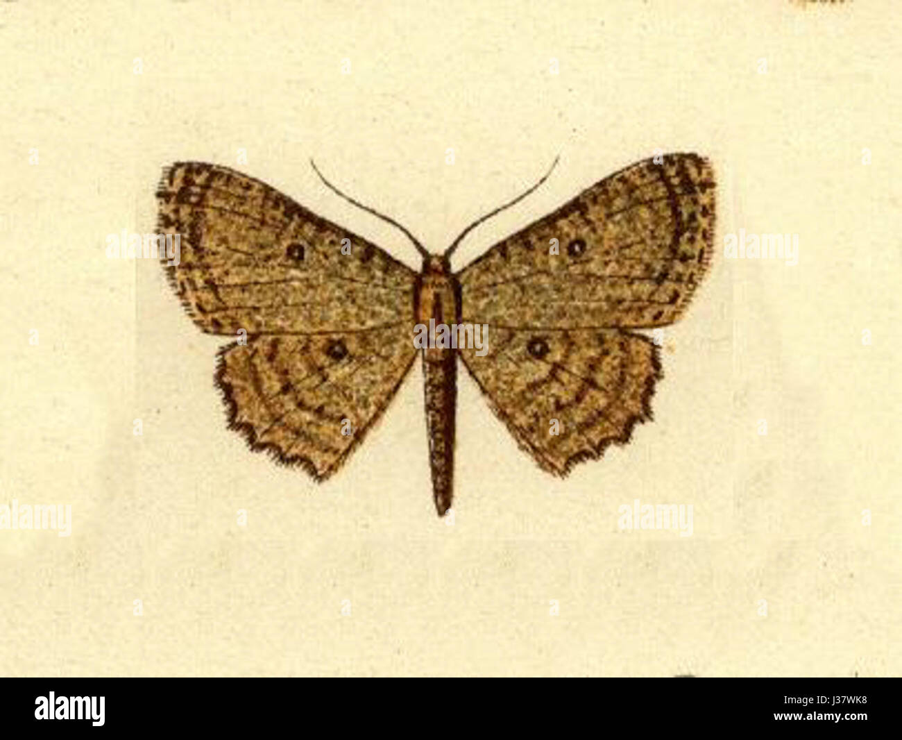 Cyclophora moth hi-res stock photography and images - Alamy