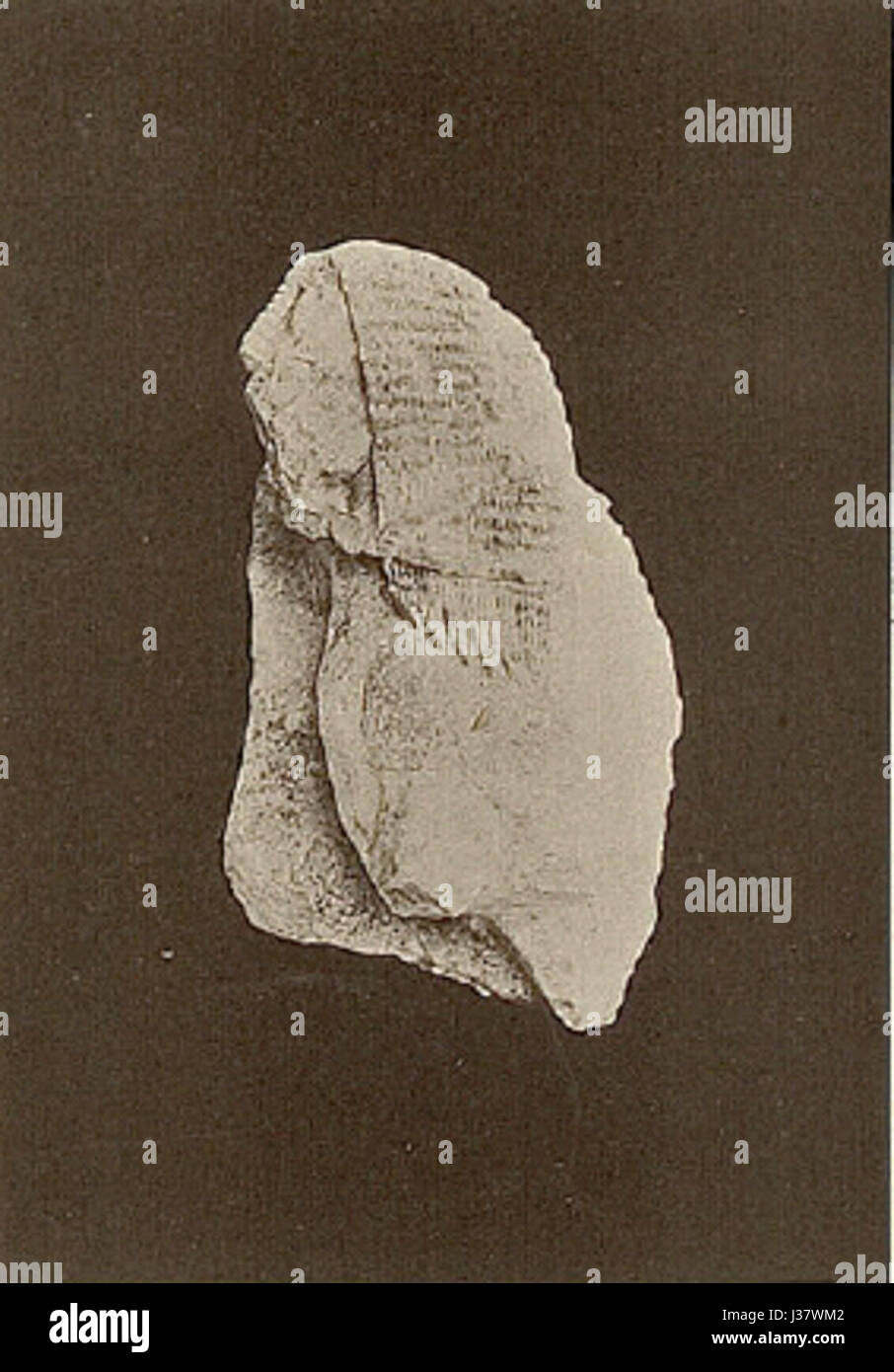 Curtius Olympia 5 t25b refers to a model or artefact from the Curtius ...