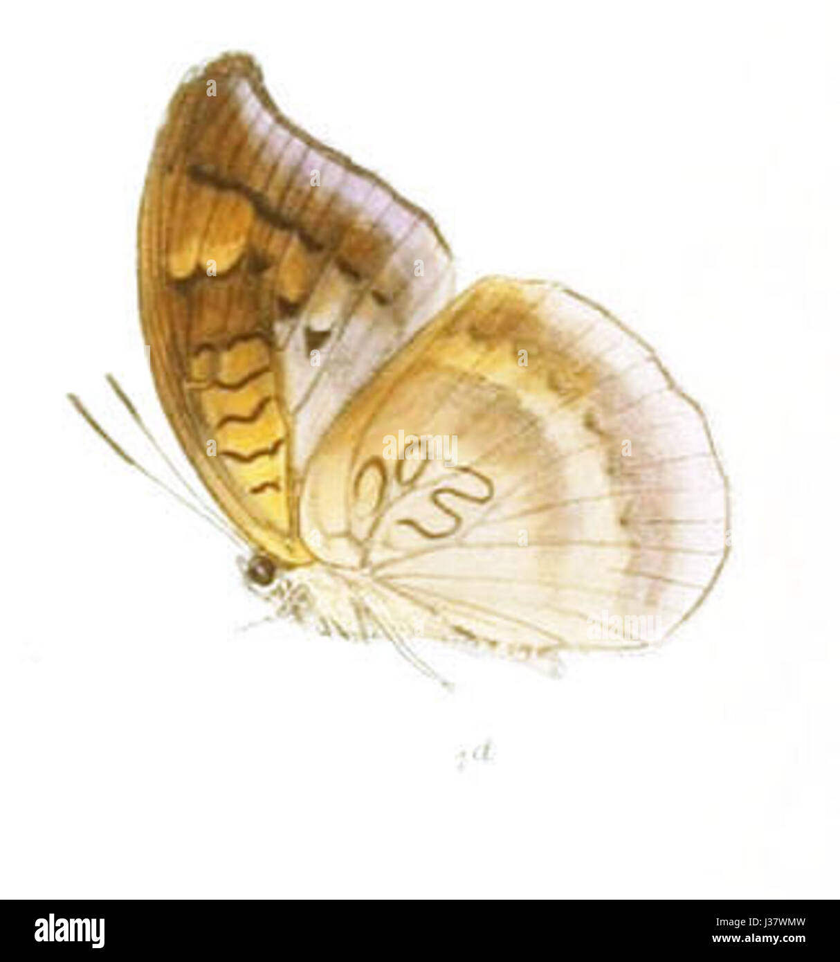 Butterfly stages of development Cut Out Stock Images & Pictures - Alamy