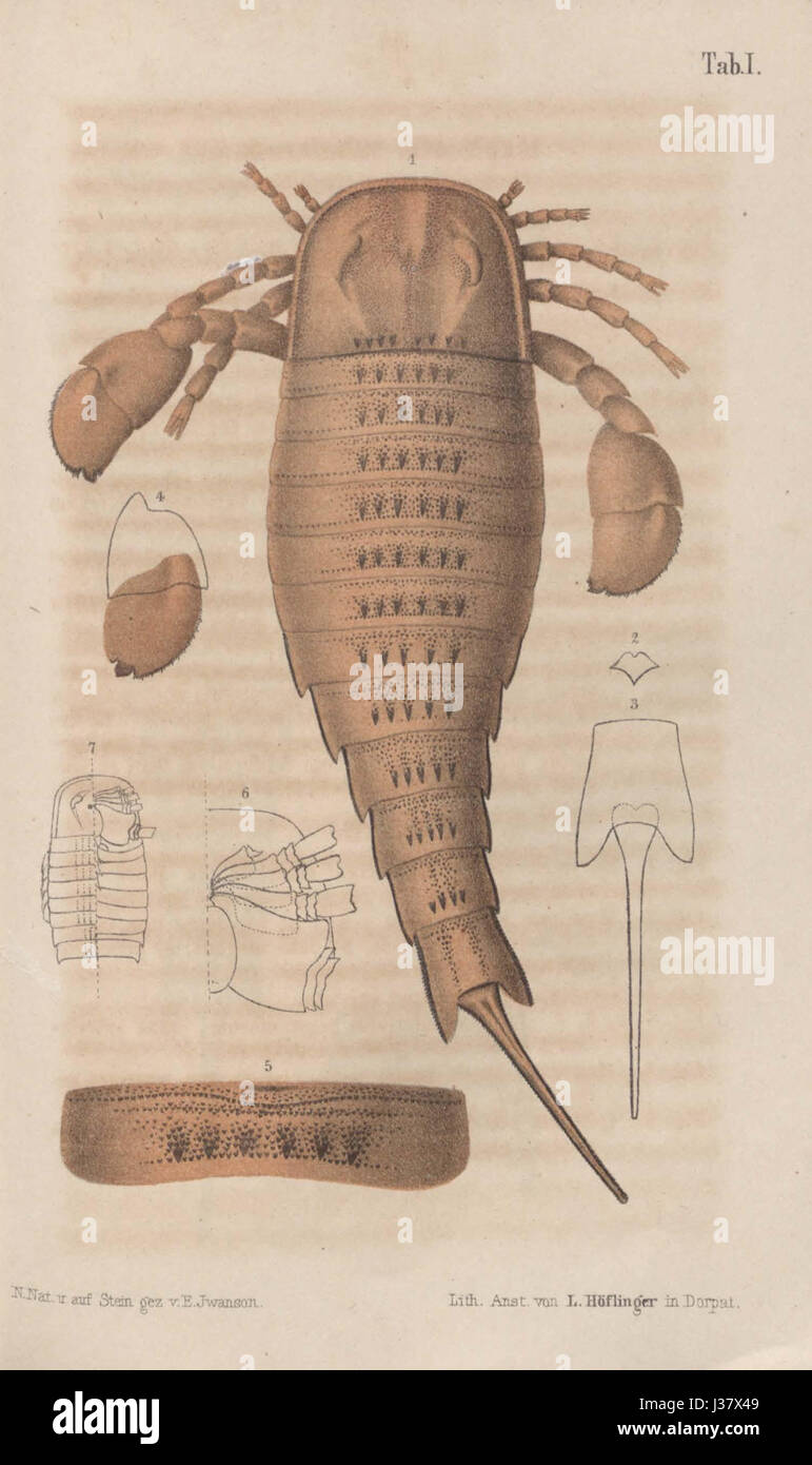 'De euryptero remipede' by Nieszkowski is a scientific work from the ...