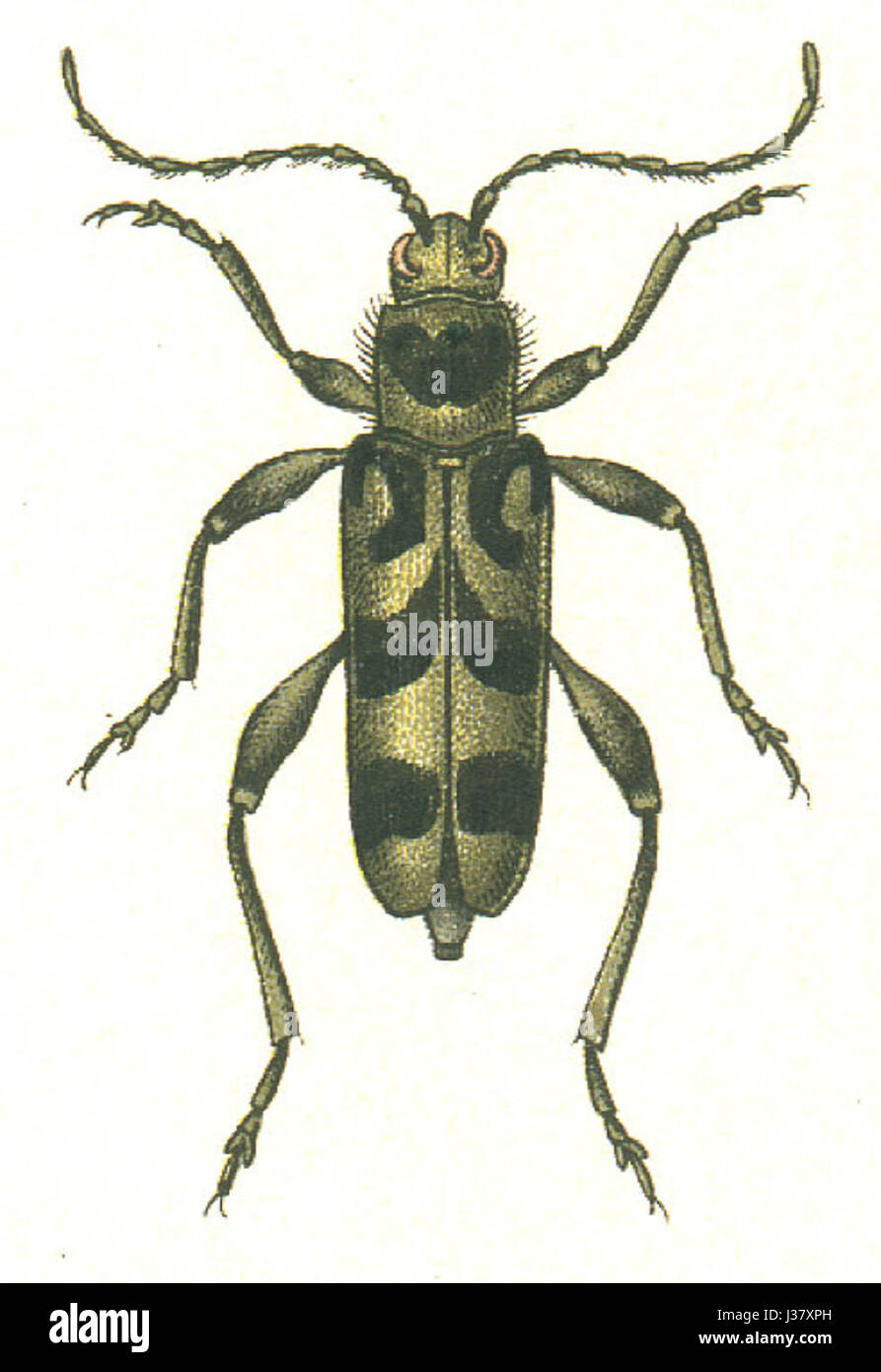 Wood damaging insects Cut Out Stock Images & Pictures - Alamy