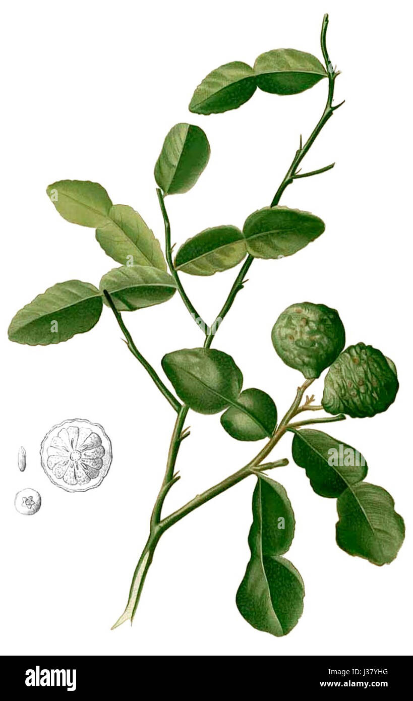Citrus taxonomy hi-res stock photography and images - Alamy