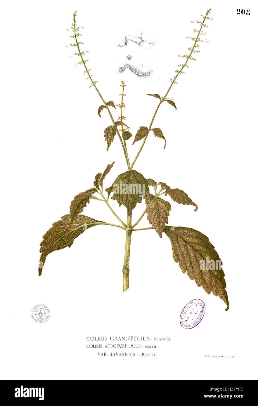 Coleus drawing hi-res stock photography and images - Alamy
