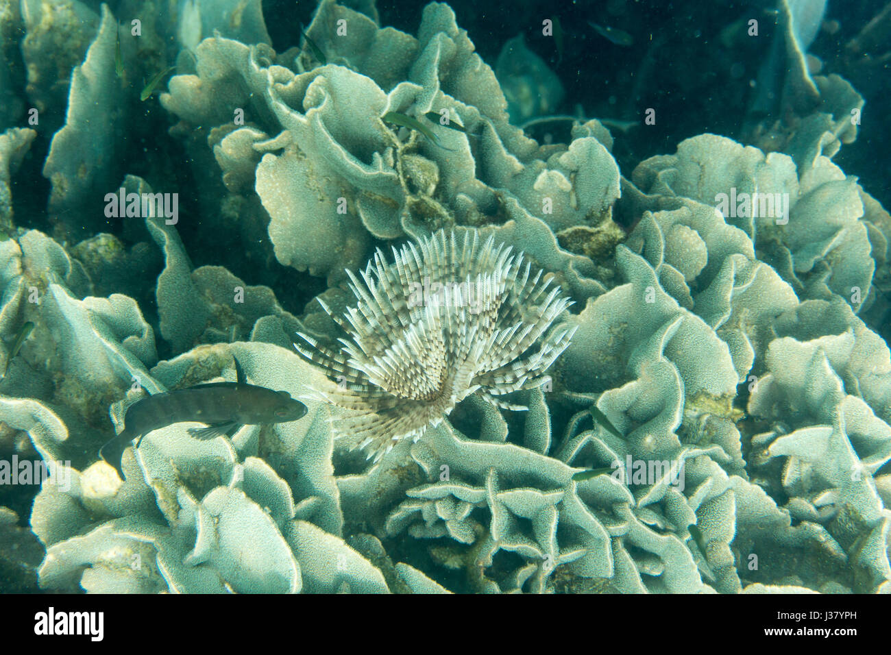 Close up of a colourful underwater Tube worm with a fish Stock Photo ...