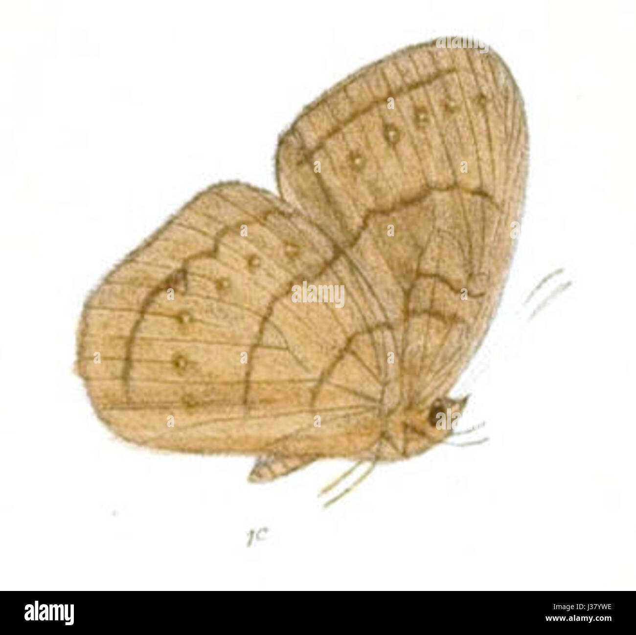 Clerome and Arcesilaus were philosophers from the Hellenistic period ...