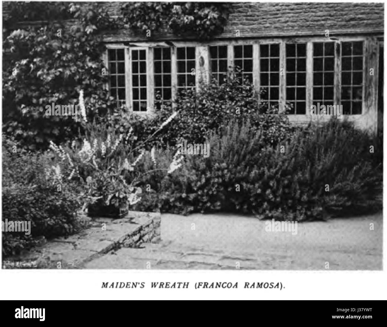 Garden flower beds variety Black and White Stock Photos & Images - Alamy