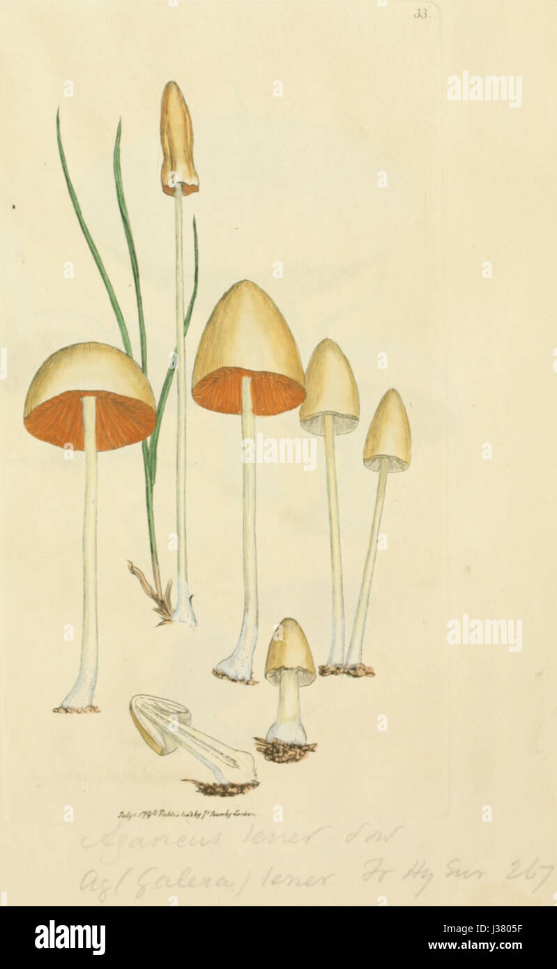 Coloured Figures of English Fungi or Mushrooms t. 33 Stock Photo - Alamy