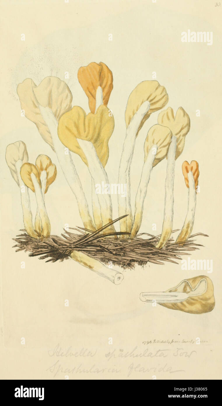This illustration from 'Coloured Figures of English Fungi' shows a ...