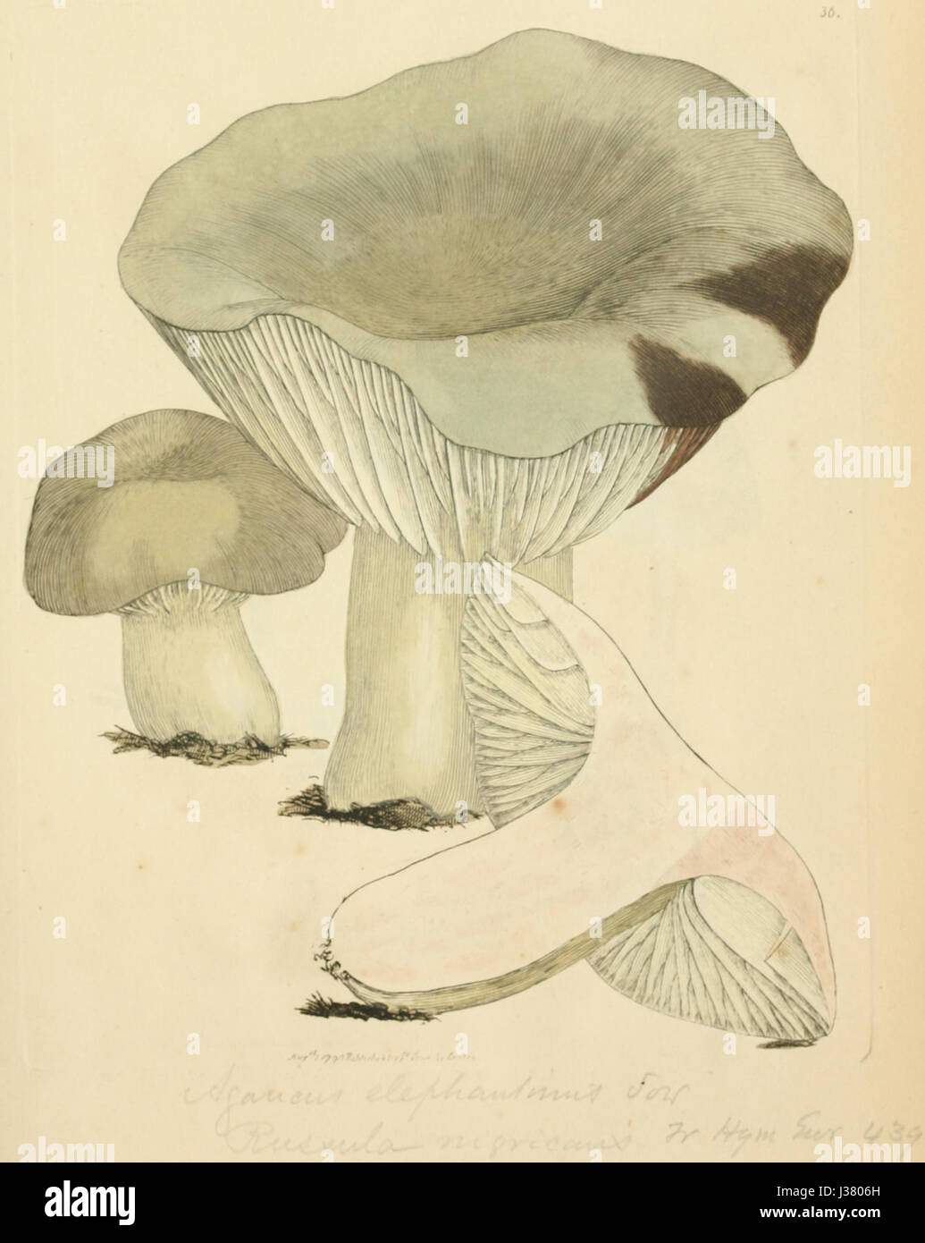 Detailed morphology of different mushroom species hi-res stock ...