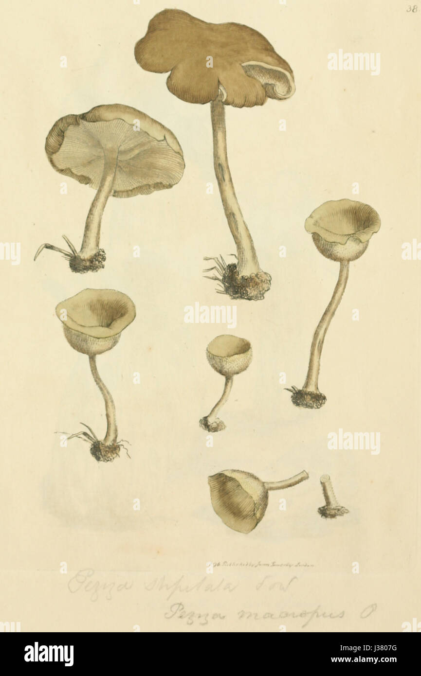 This image is from 'Coloured Figures of English Fungi or Mushrooms,' a ...