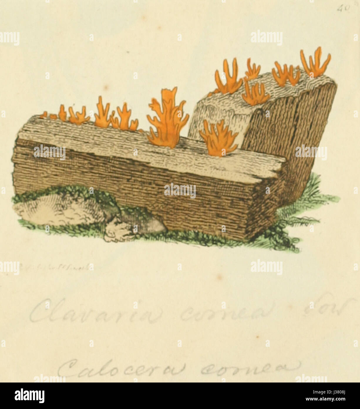 This illustration from 'Coloured Figures of English Fungi or Mushrooms ...