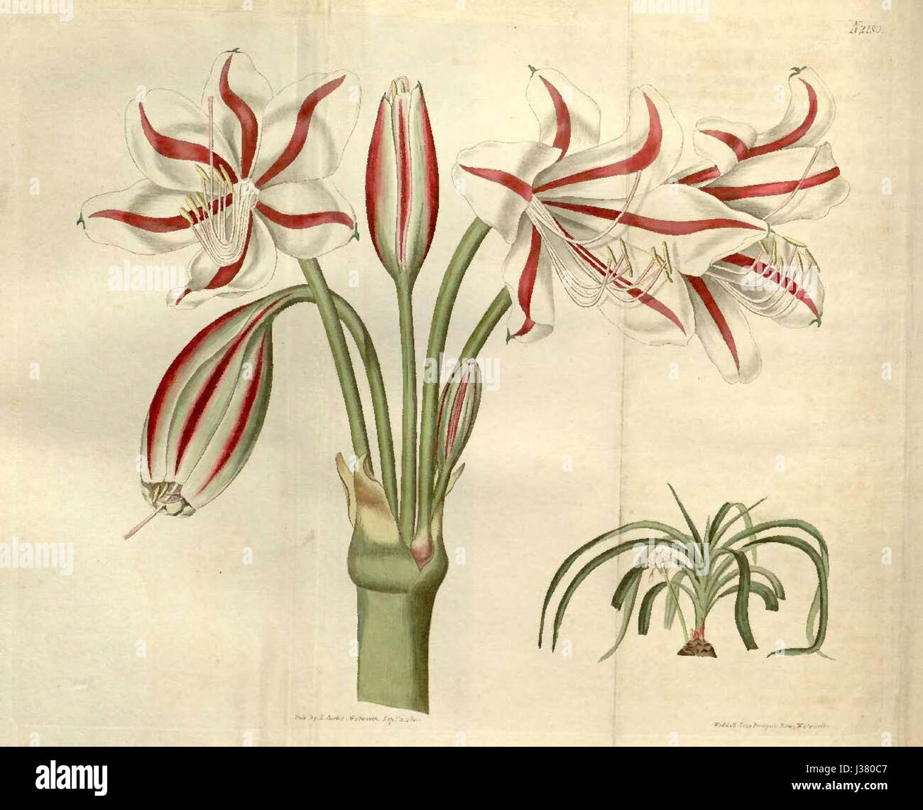 Crinum zeylanicum flower hi-res stock photography and images - Alamy