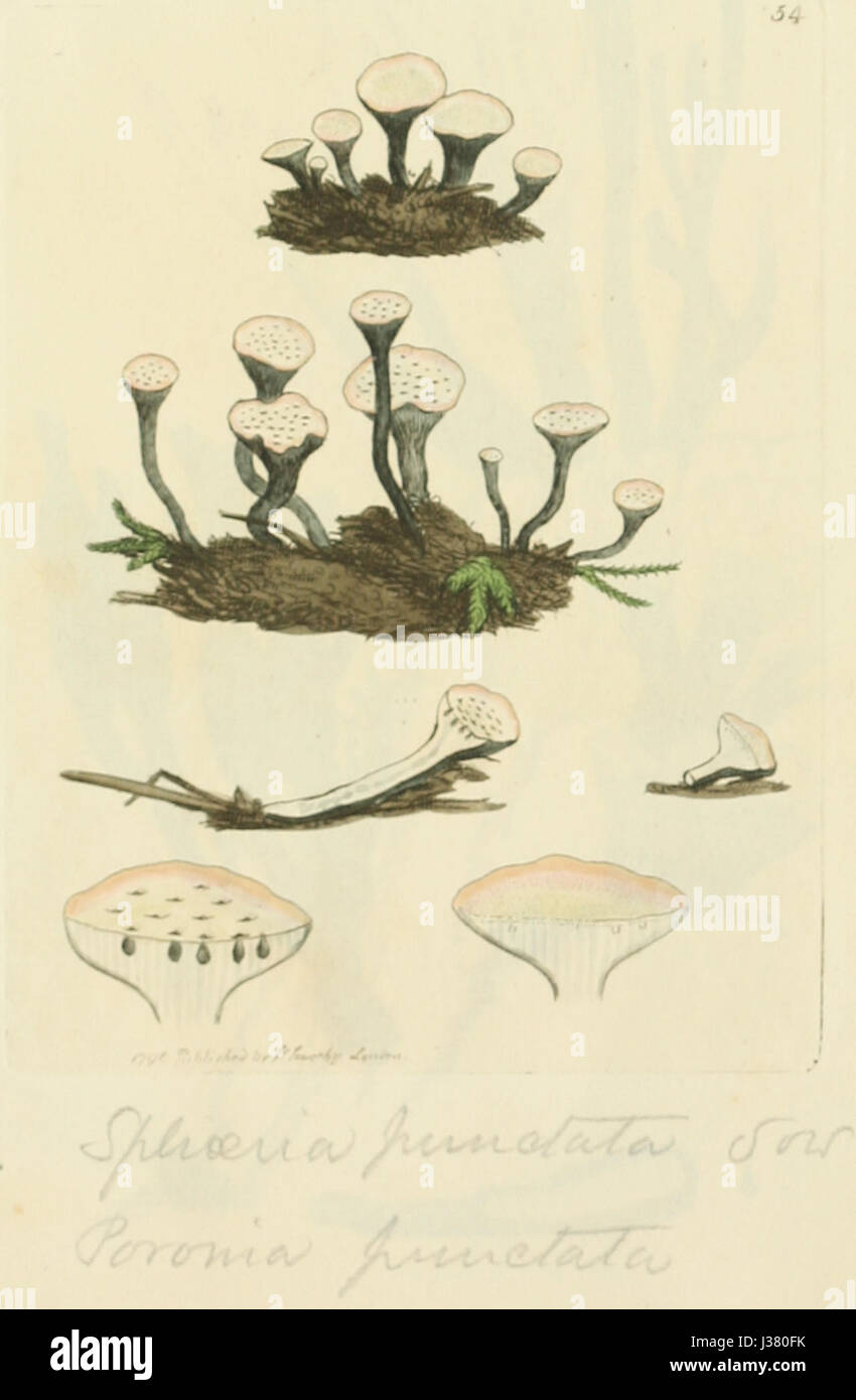 Coloured Figures of English Fungi or Mushrooms t. 54 Stock Photo - Alamy