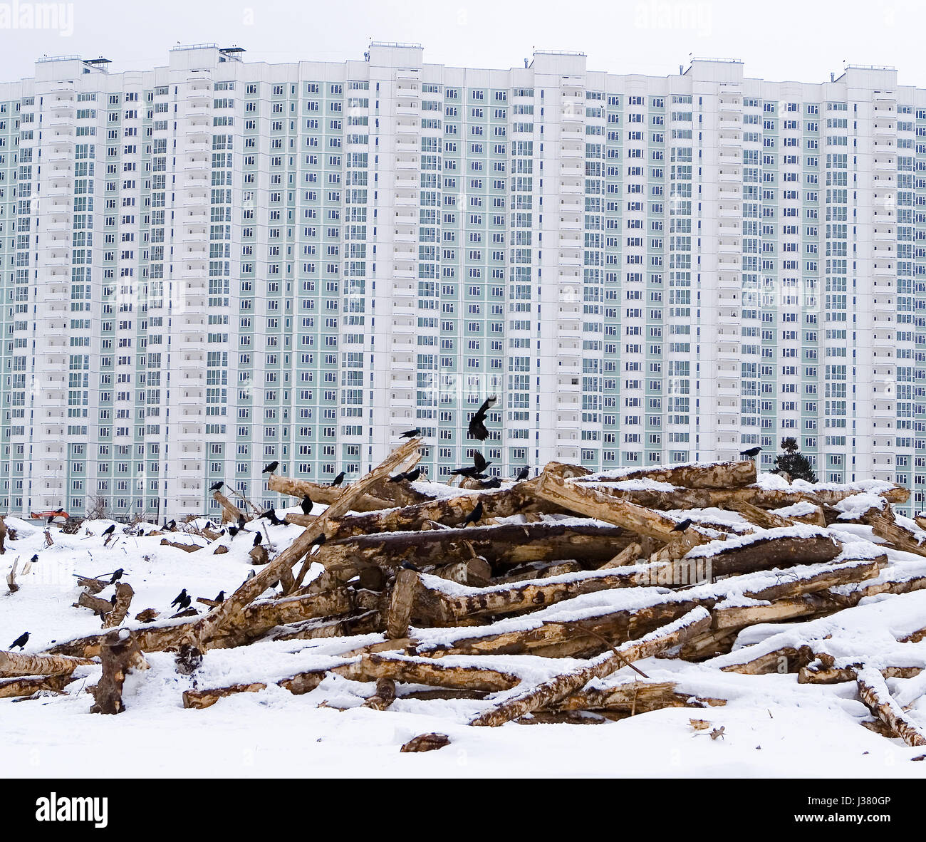 Wintering rooks hi-res stock photography and images - Alamy