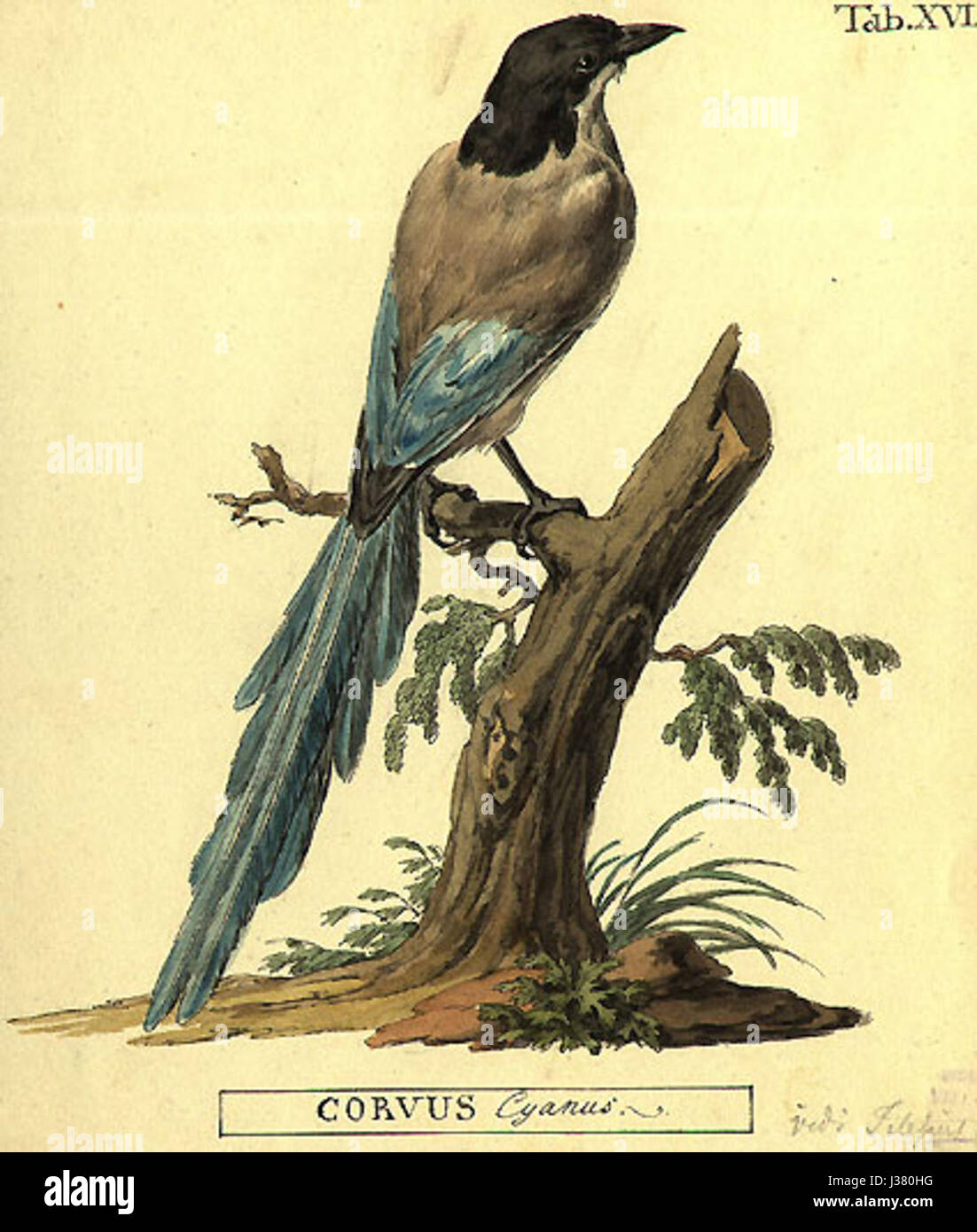 Cyanopica cyanus, commonly known as the azure-winged magpie, is a bird ...
