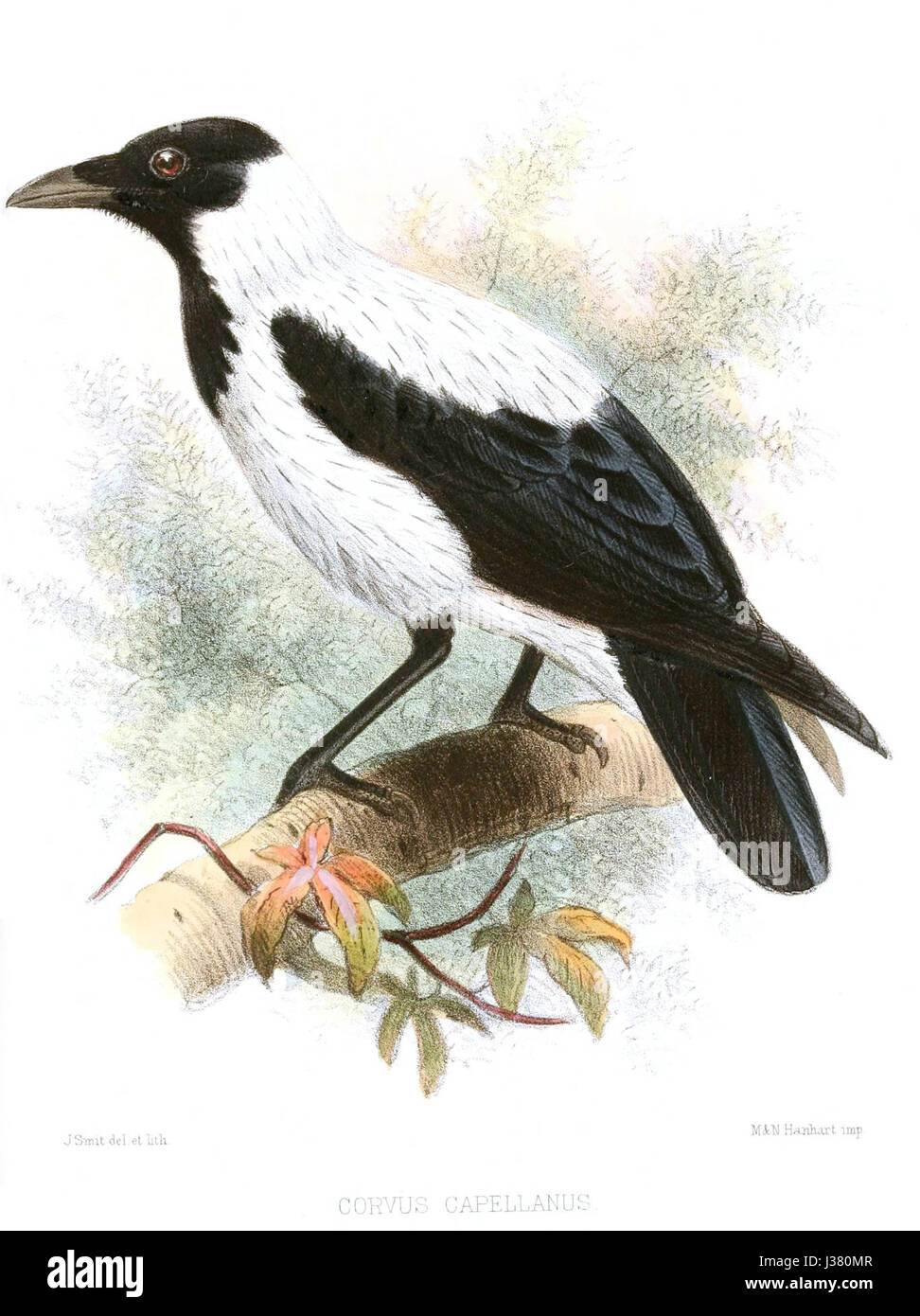 'Corvus Capellanus Smit' refers to an illustration or artwork, likely ...