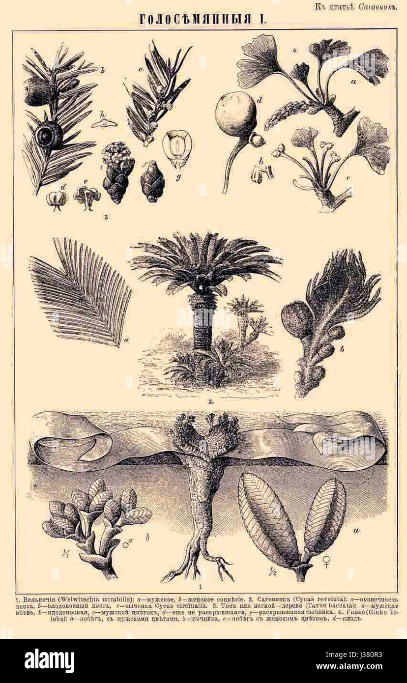 Cycas revoluta, commonly known as the sago palm, is a slow-growing ...