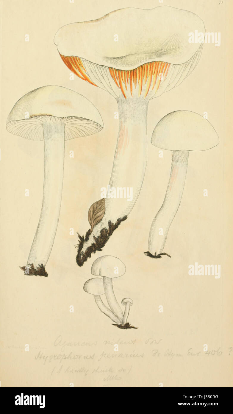 An illustration from 'Coloured Figures of English Fungi or Mushrooms ...