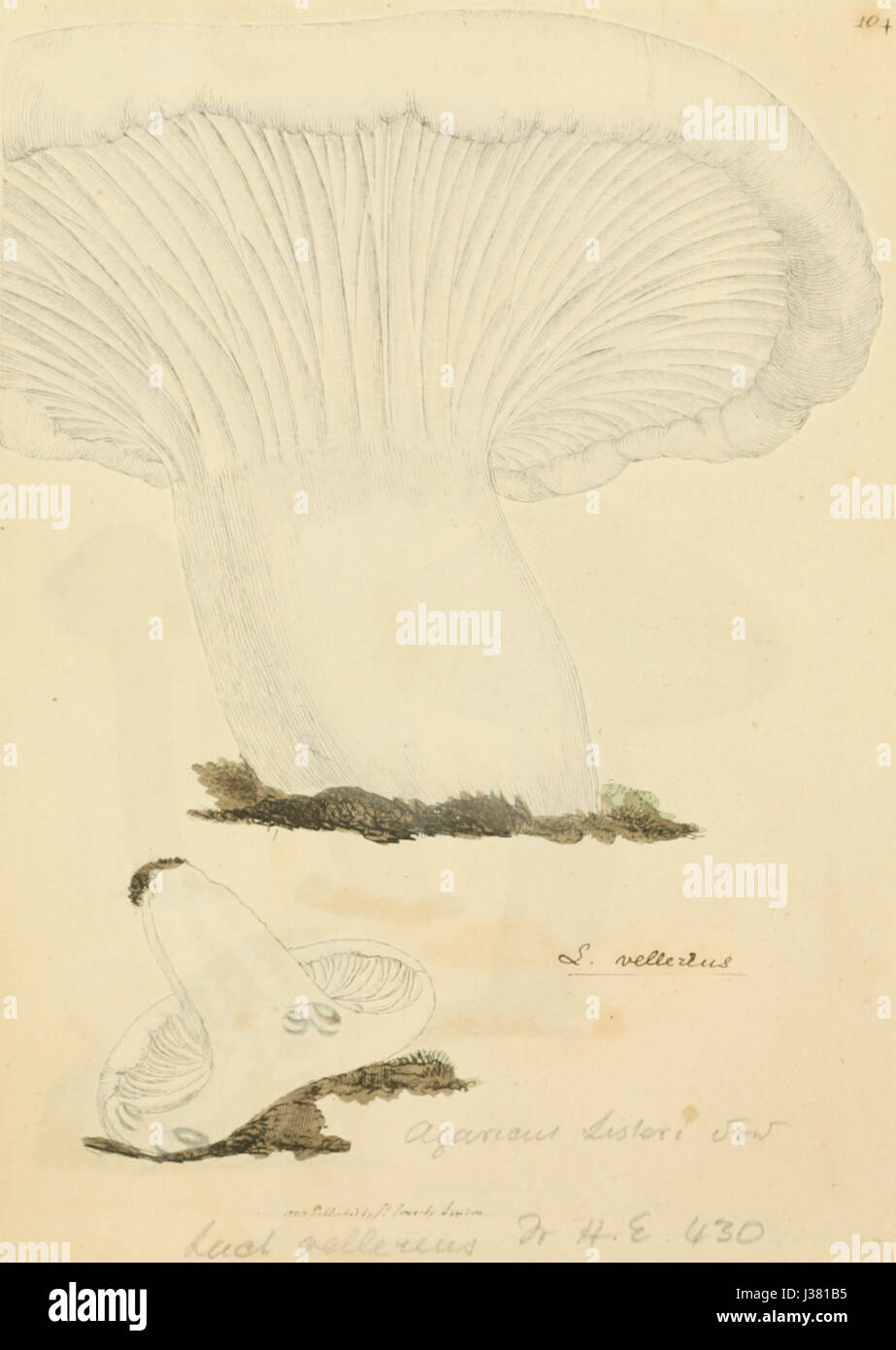 Detailed illustration features various fungi hi-res stock photography ...
