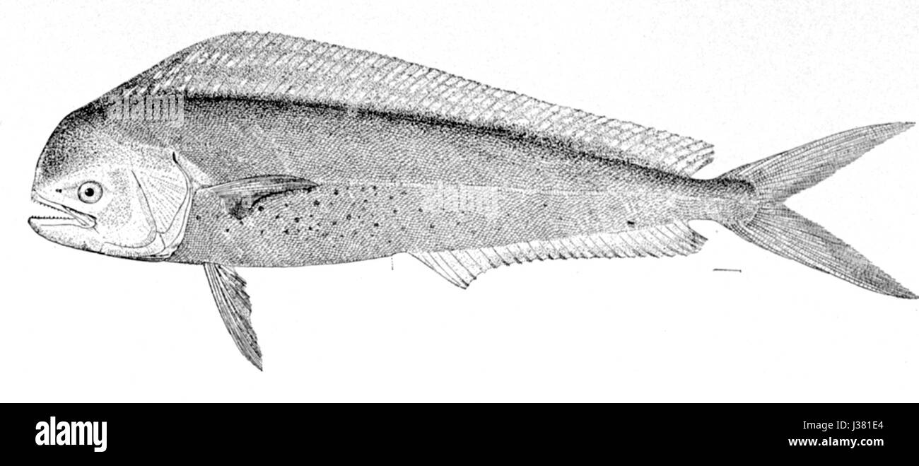 Coryphaena hippurus (adult male Stock Photo - Alamy