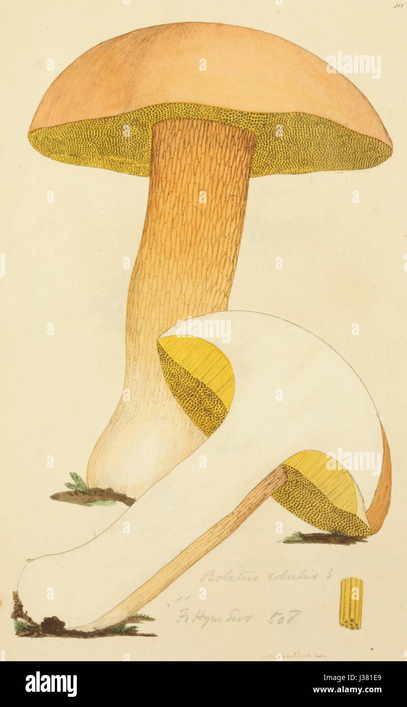 This illustration, part of the 'Coloured Figures of English Fungi or ...