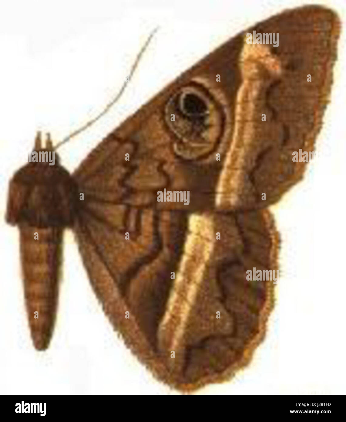 The ancient magus hi-res stock photography and images - Alamy