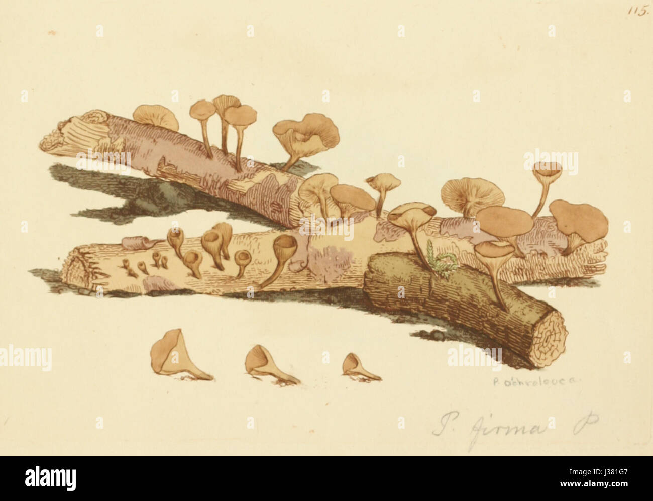 'Coloured Figures of English Fungi or Mushrooms' is a botanical work ...