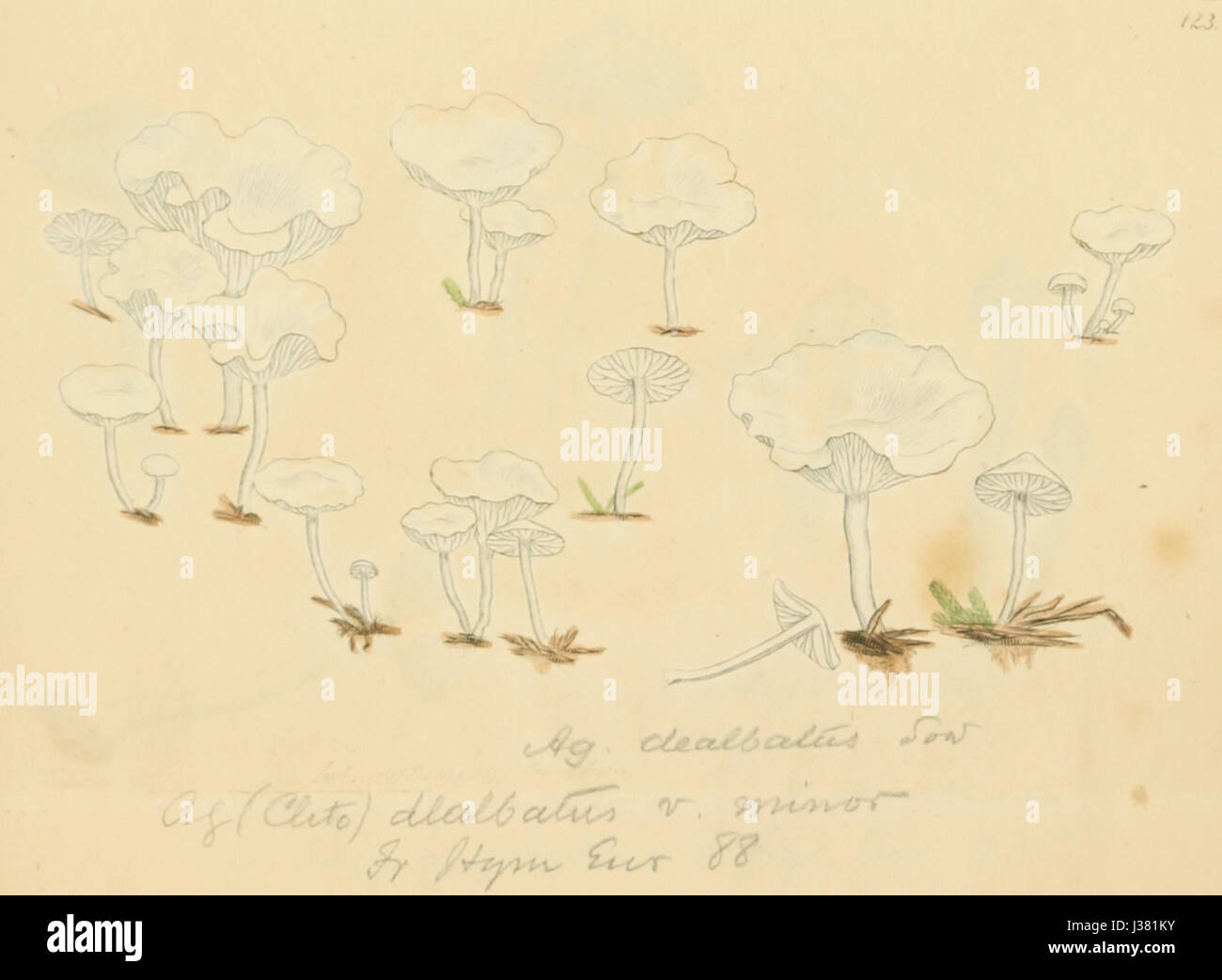 'Coloured Figures of English Fungi or Mushrooms' presents detailed ...