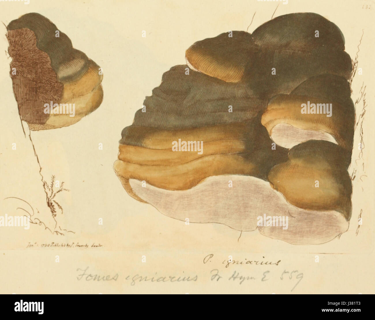 Detailed representation of fungi hi-res stock photography and images ...
