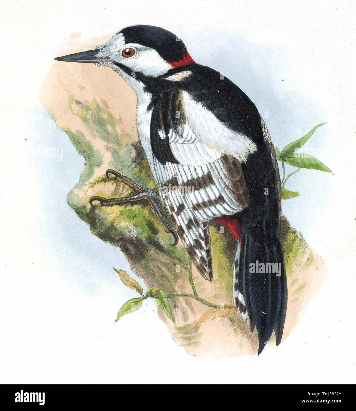 Dendrocopus leucopternus refers to a species of woodpecker, known for ...