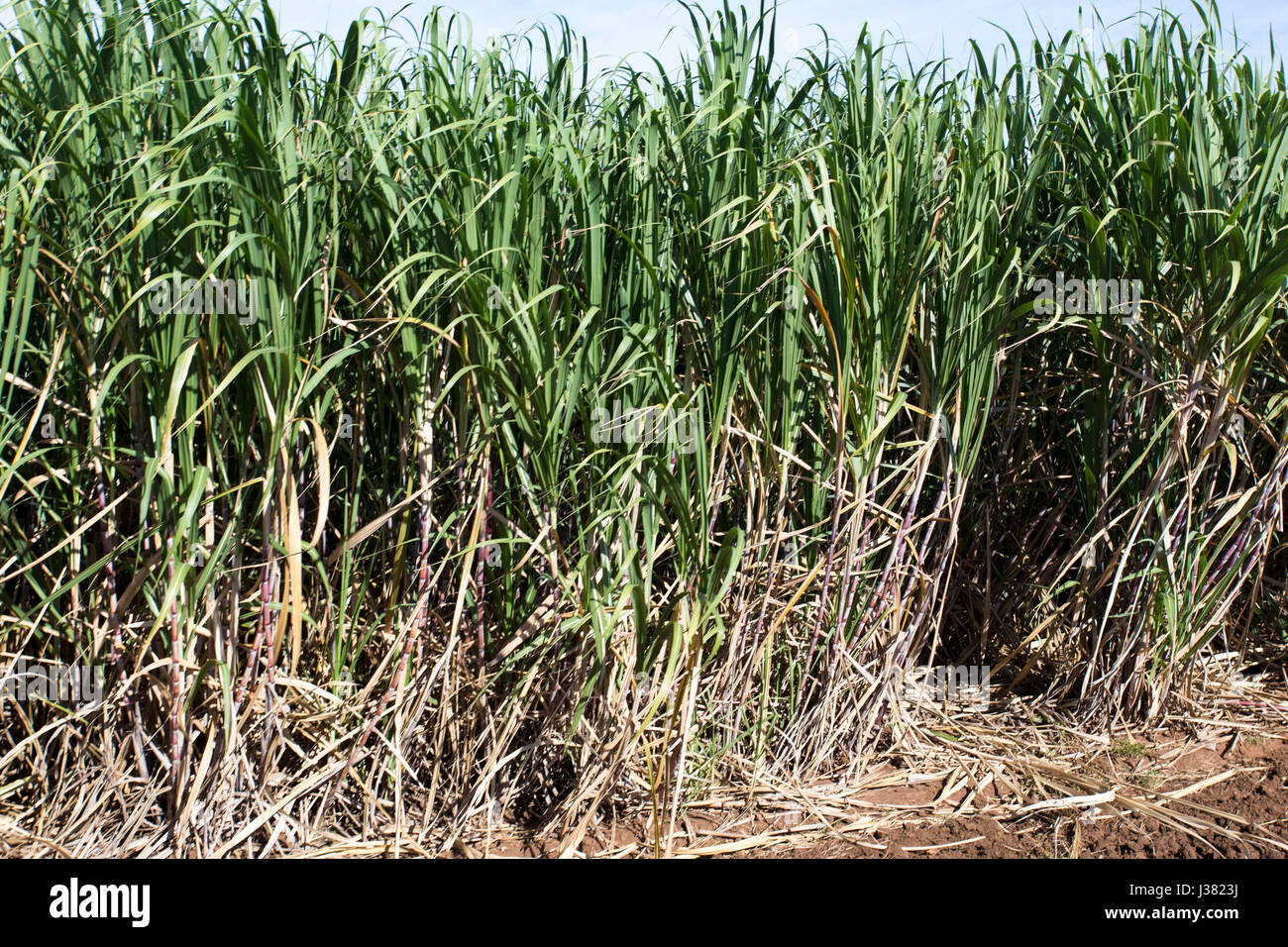 Sugar cane plantation in Cuba view Stock Photo - Alamy