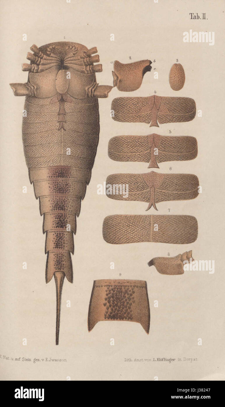 This is an illustration from a scientific work by Nieszkowski on the ...