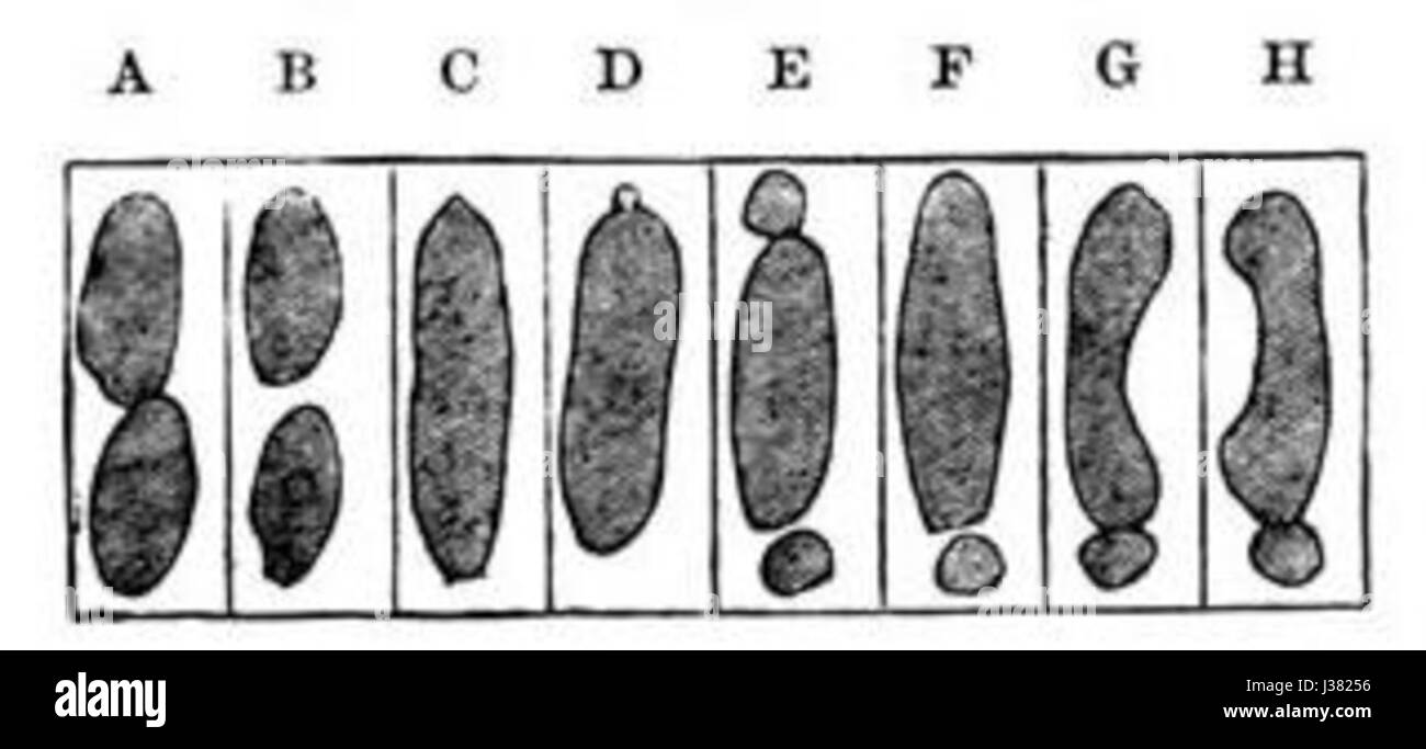 Darwin book illustration Black and White Stock Photos & Images - Alamy