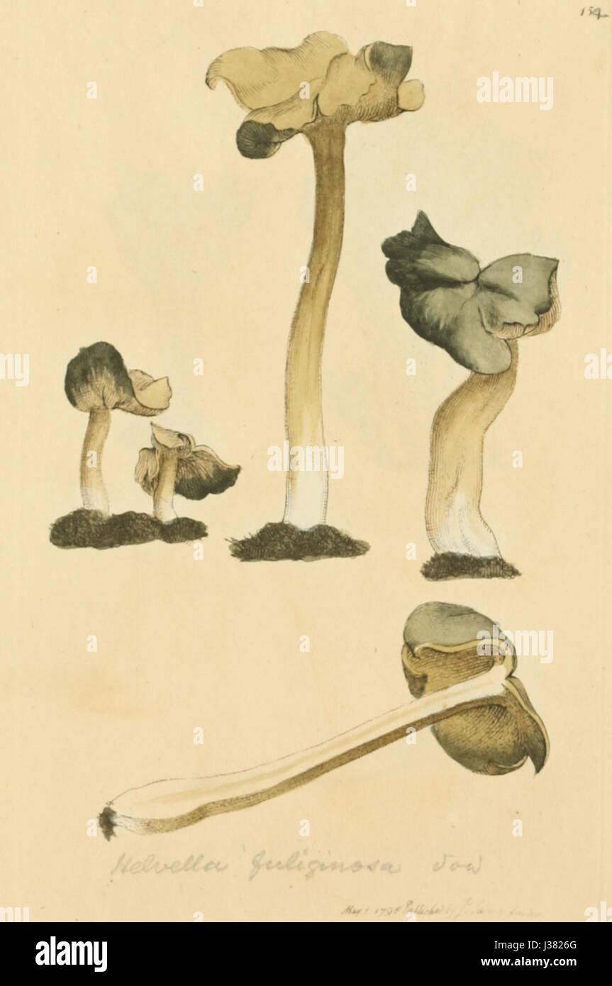 'Coloured Figures of English Fungi or Mushrooms' is a scientific and ...
