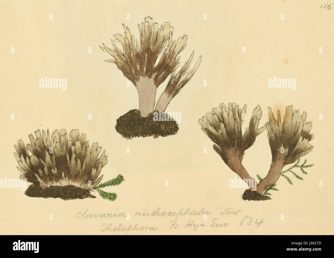 'Coloured Figures of English Fungi or Mushrooms' is a botanical work ...