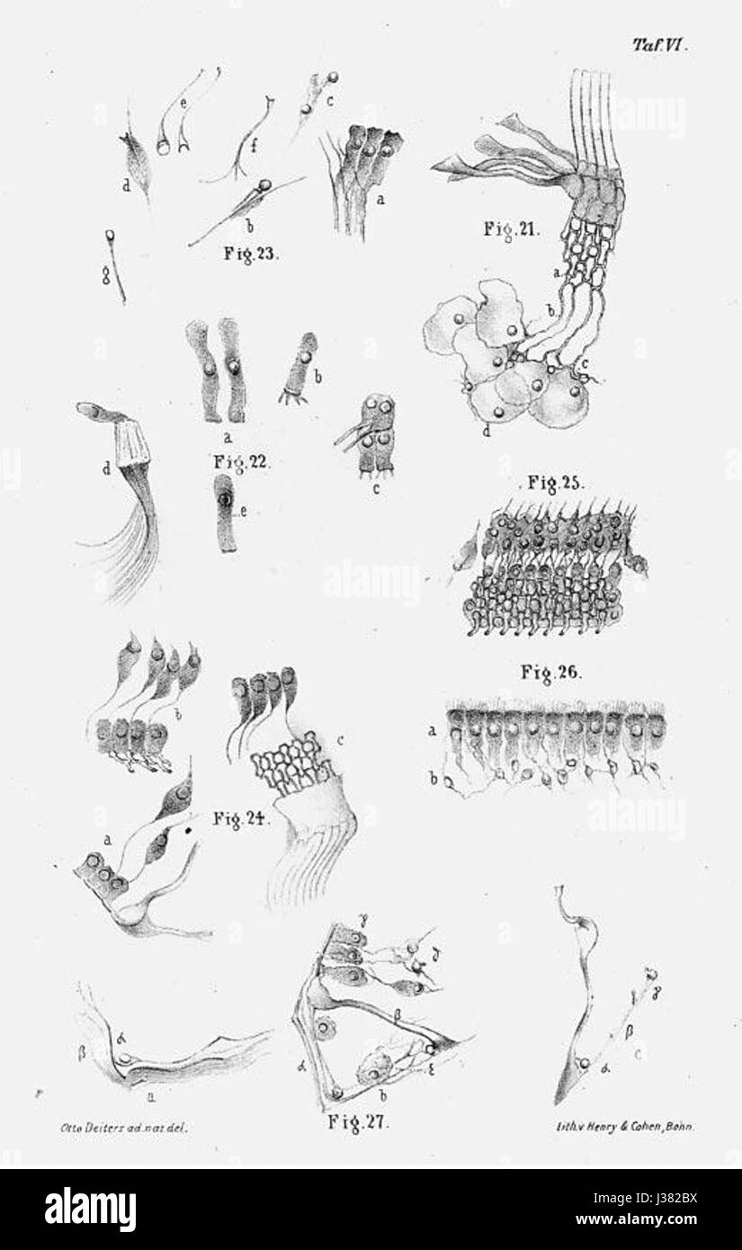 Deiters cell hi-res stock photography and images - Alamy