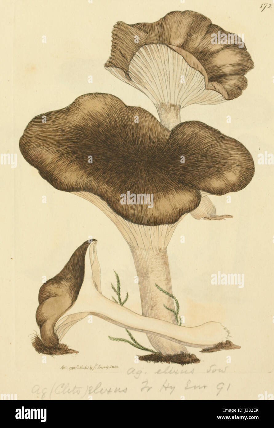 'Coloured Figures of English Fungi or Mushrooms' is an illustrated work ...